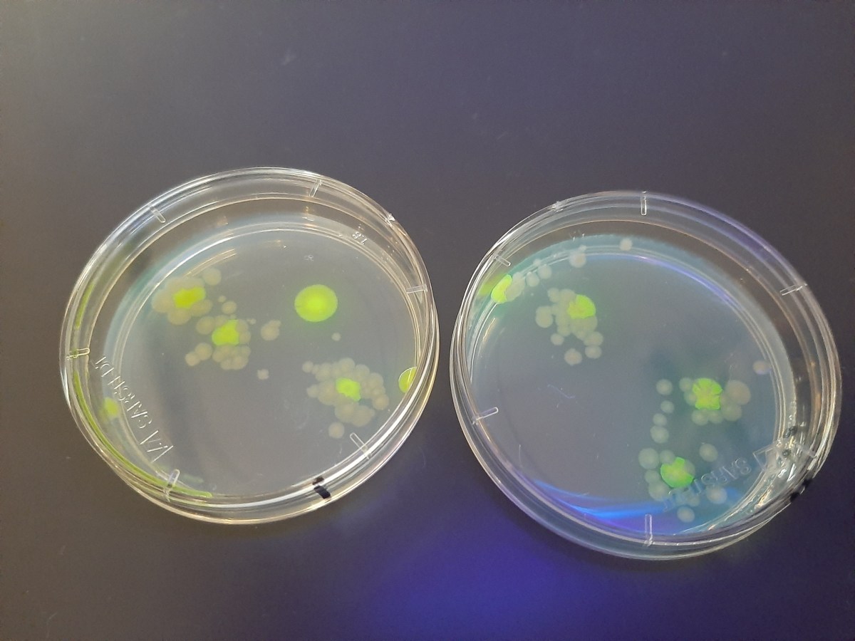 Transitions and Regrets? | greenmountainsoftware